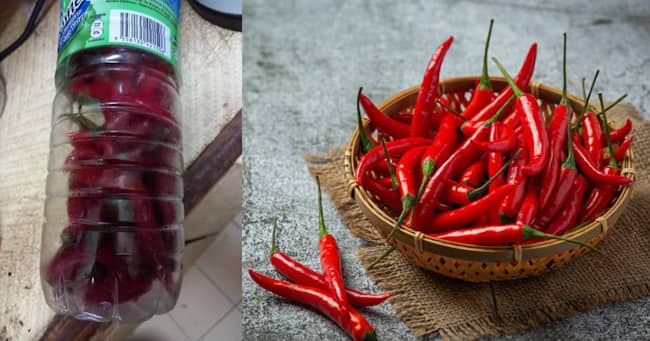'Confirm' cili kekal segar sampai 8 bulan jika guna cara ini, paling ...