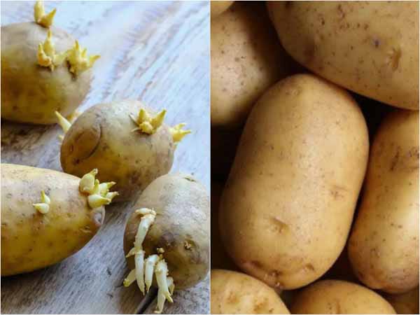 Risau cepat naik tunas? Ini cara simpan kentang yang betul, boleh tahan ...