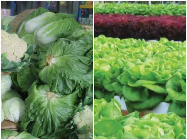 Lambakan sayur import, petani tanggung rugi RM10,000 sebulan