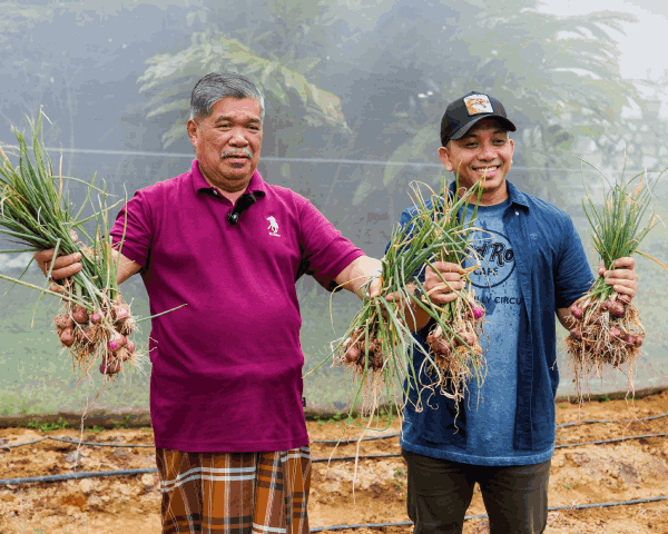 Mat Sabu buktikan tanam bawang di rumah menjadi